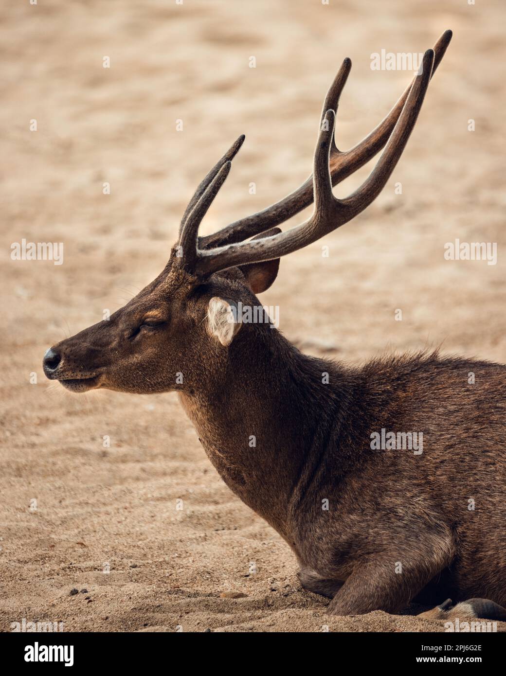 Animali dell'indonesia immagini e fotografie stock ad alta risoluzione ...