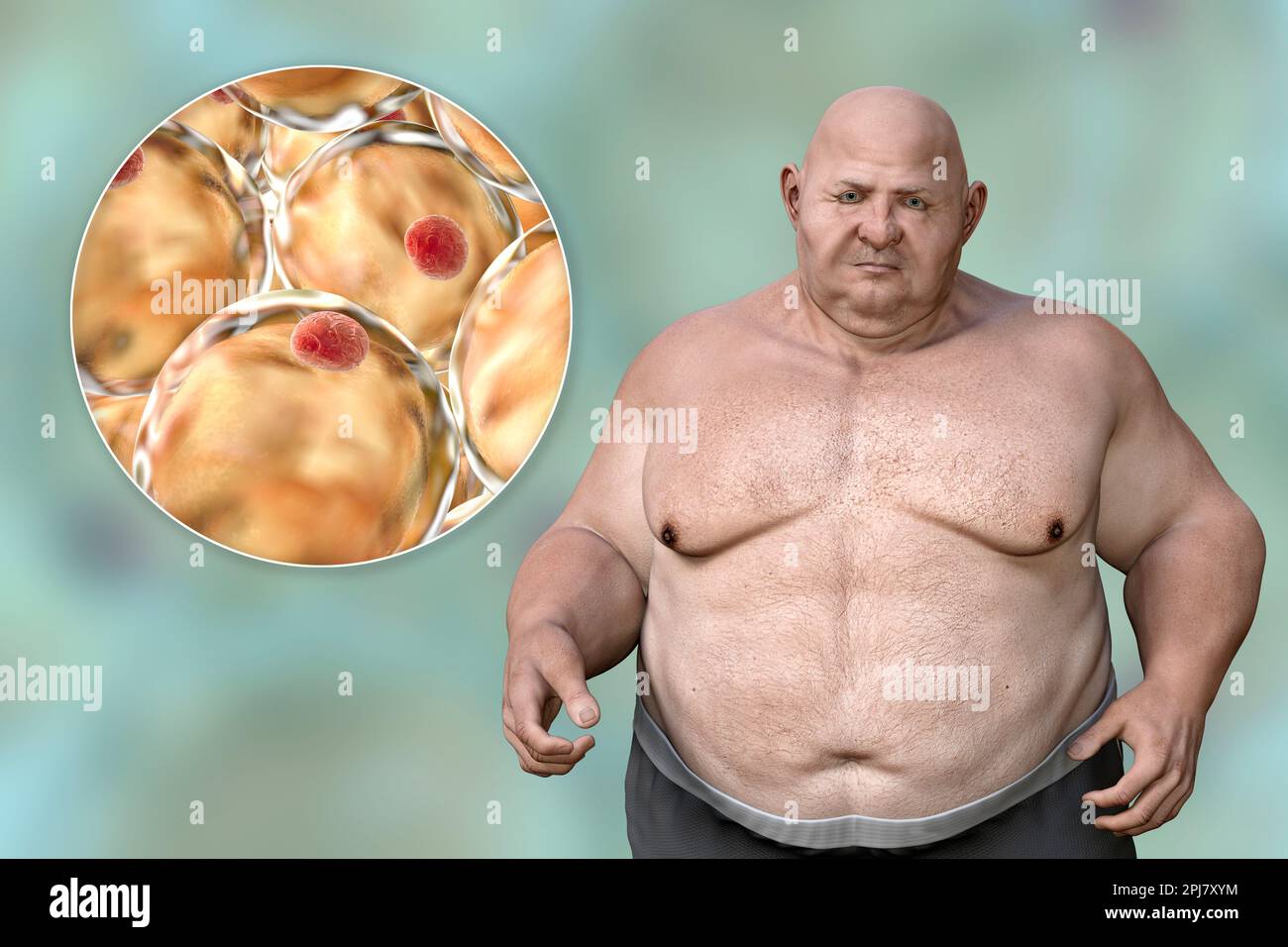 Anatomia delle cellule adipose immagini e fotografie stock ad alta ...