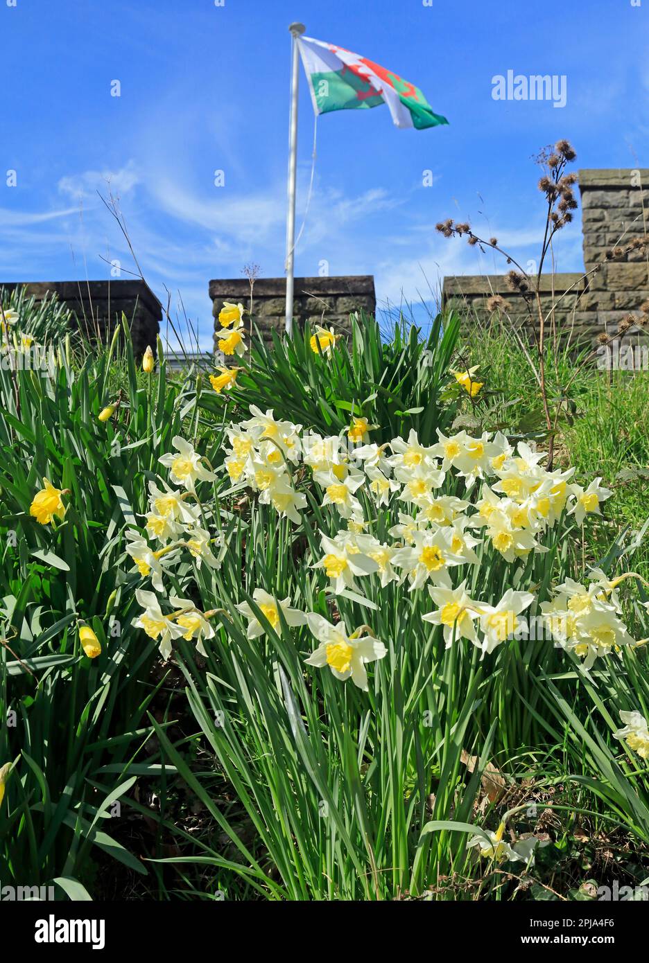 La bandiera del drago rosso immagini e fotografie stock ad alta ...