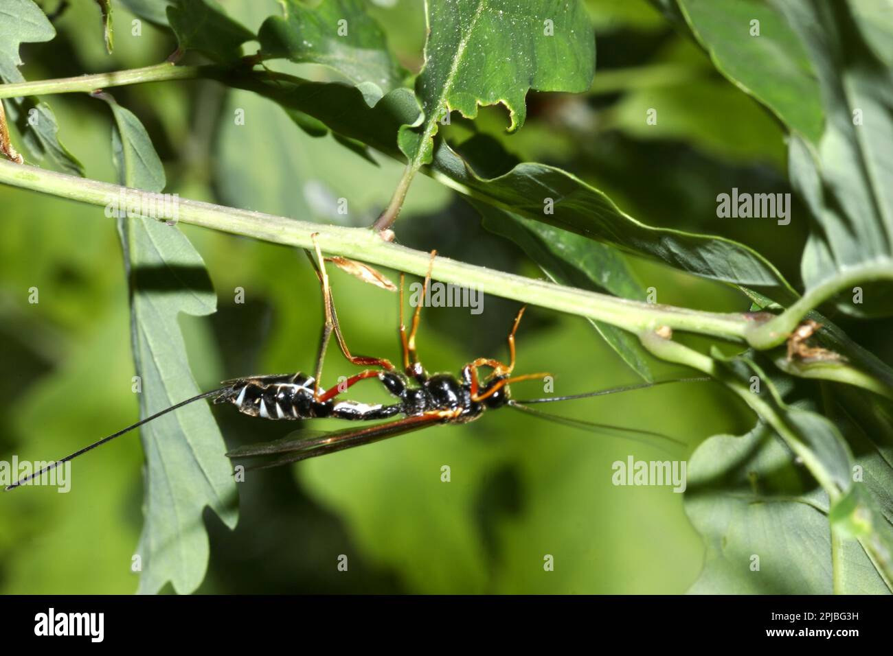 Vespa ichneumon gigante immagini e fotografie stock ad alta risoluzione ...