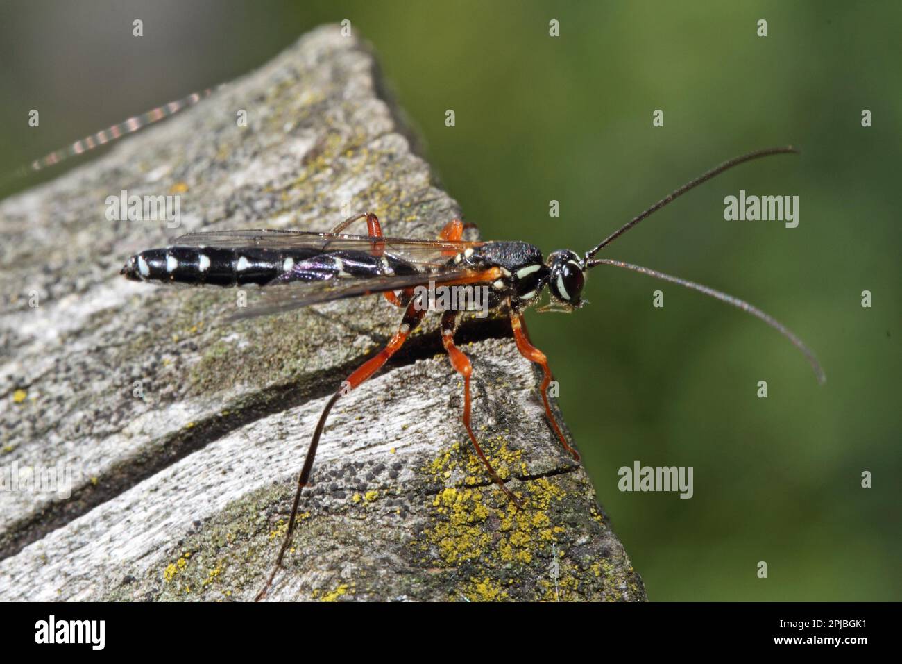 Vespa ichneumon gigante immagini e fotografie stock ad alta risoluzione ...