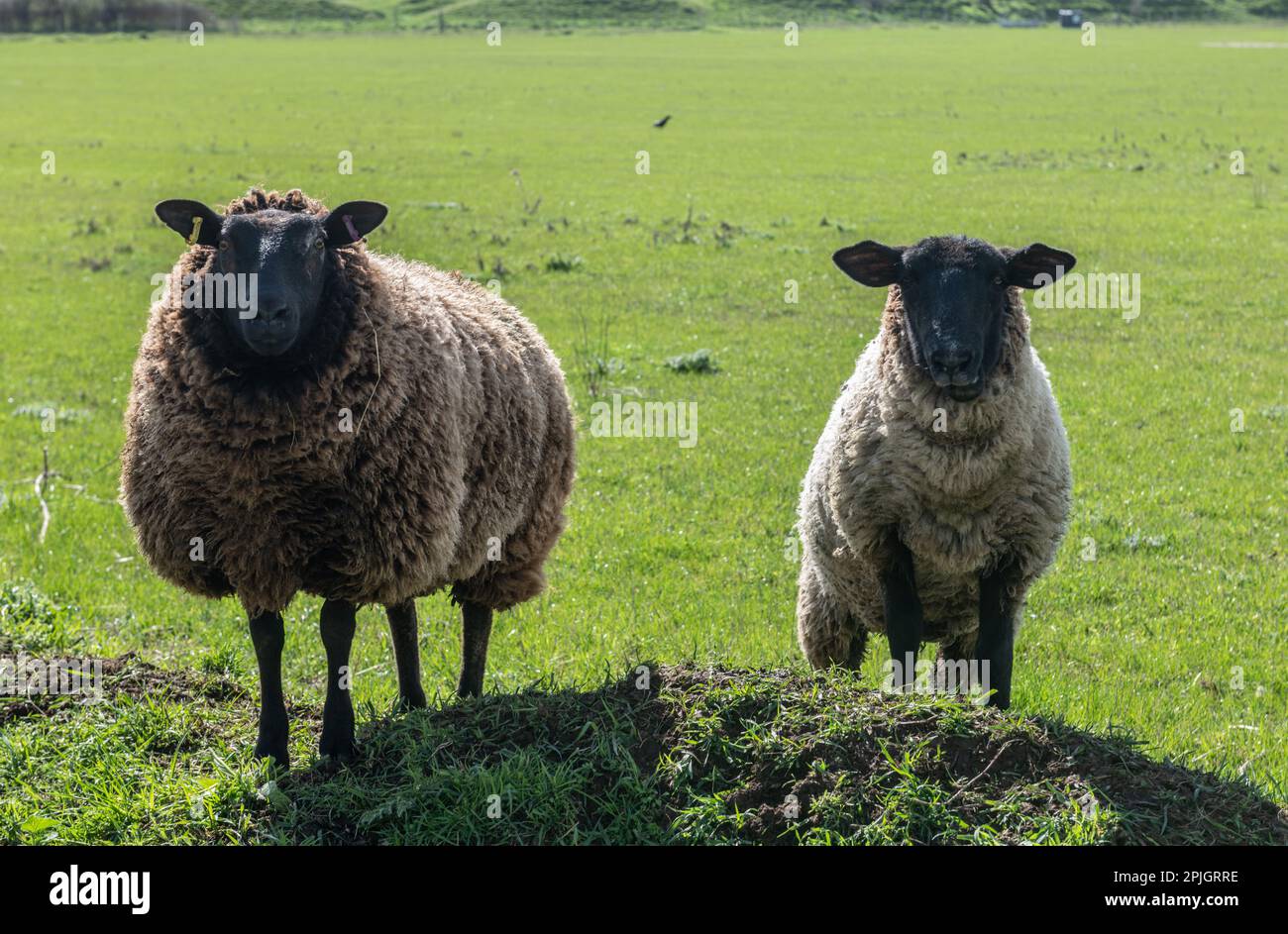 Pecore con le gambe nere immagini e fotografie stock ad alta ...