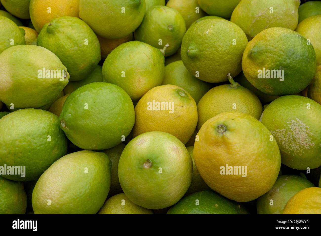 Citrus x limon immagini e fotografie stock ad alta risoluzione - Alamy