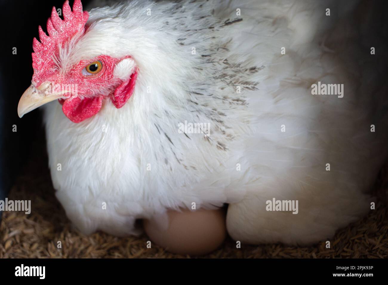 Gallina che cova immagini e fotografie stock ad alta risoluzione - Alamy
