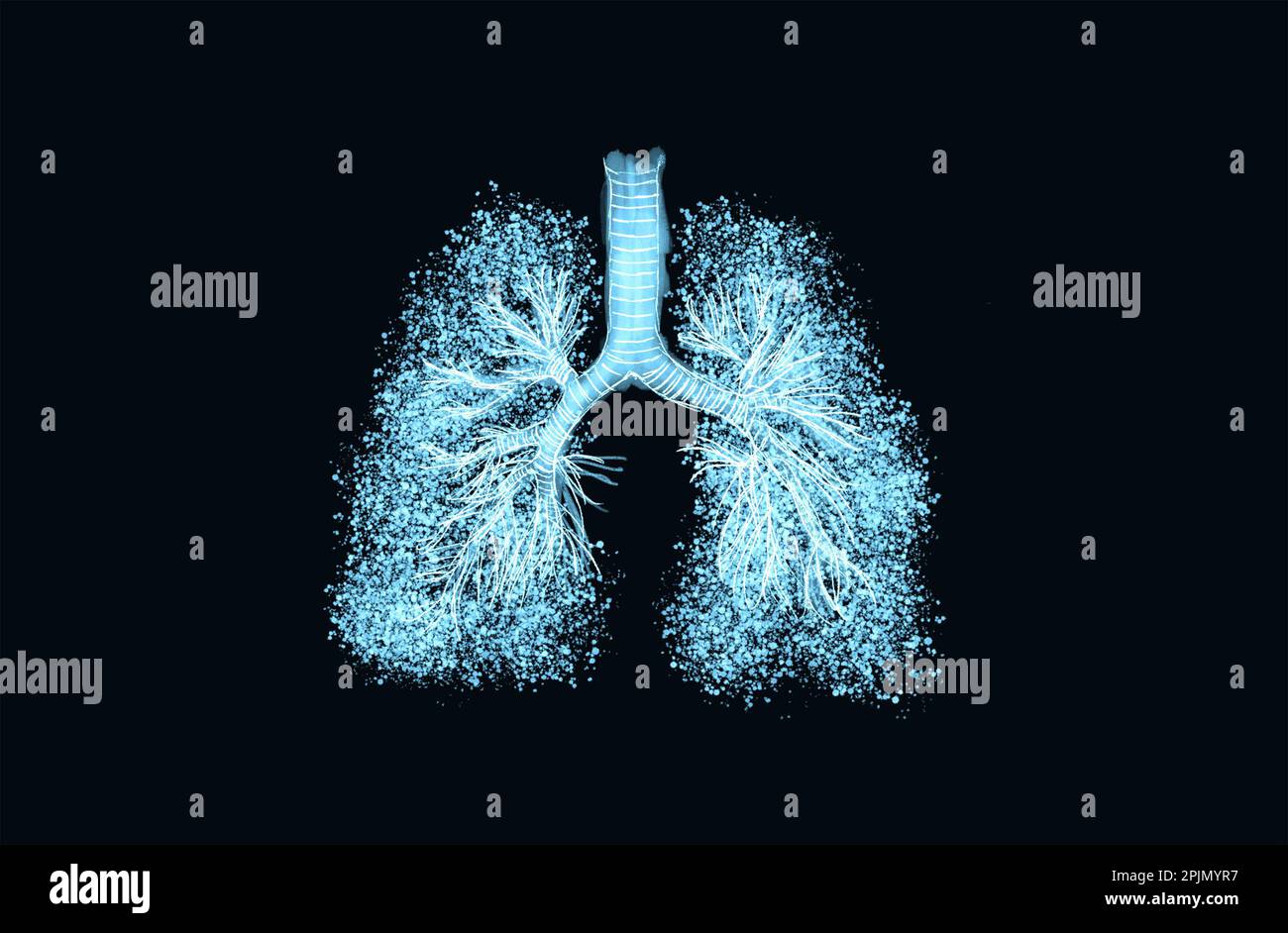 Albero bronchiale (albero respiratorio) trachea ramificata multipla ...