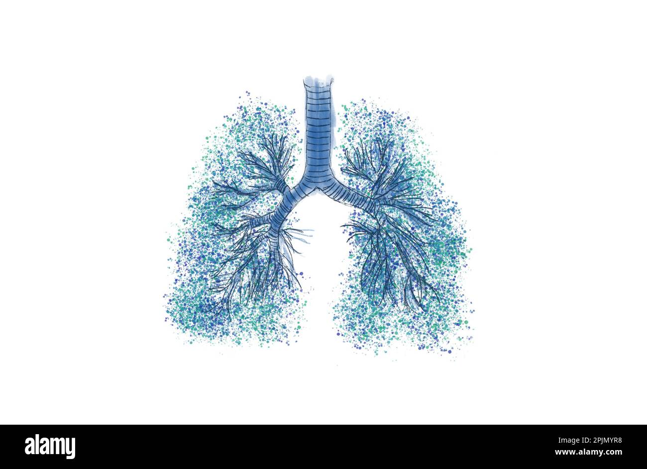 Albero bronchiale (albero respiratorio) trachea ramificata multipla ...