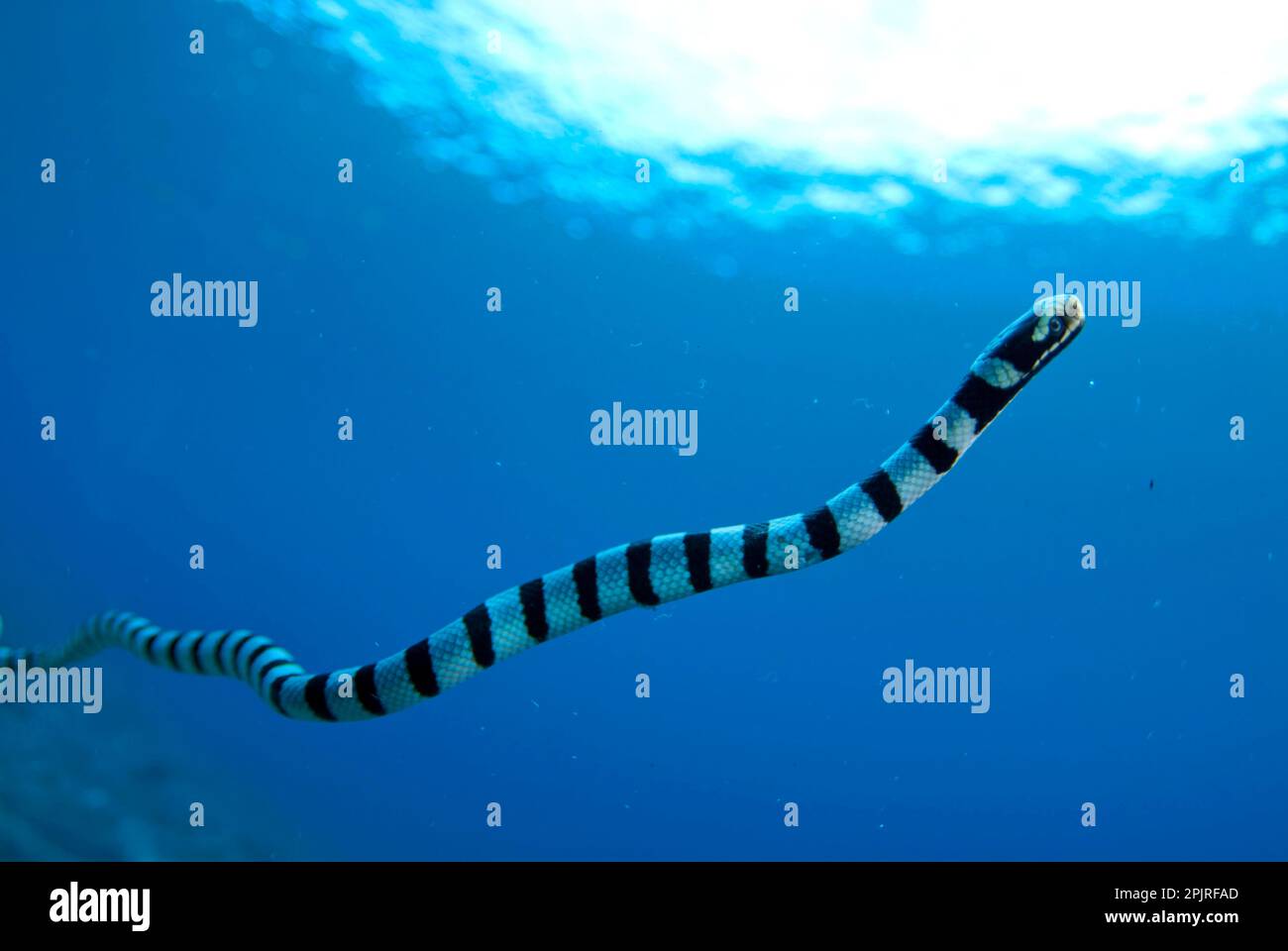 Isole di serpenti velenosi immagini e fotografie stock ad alta ...