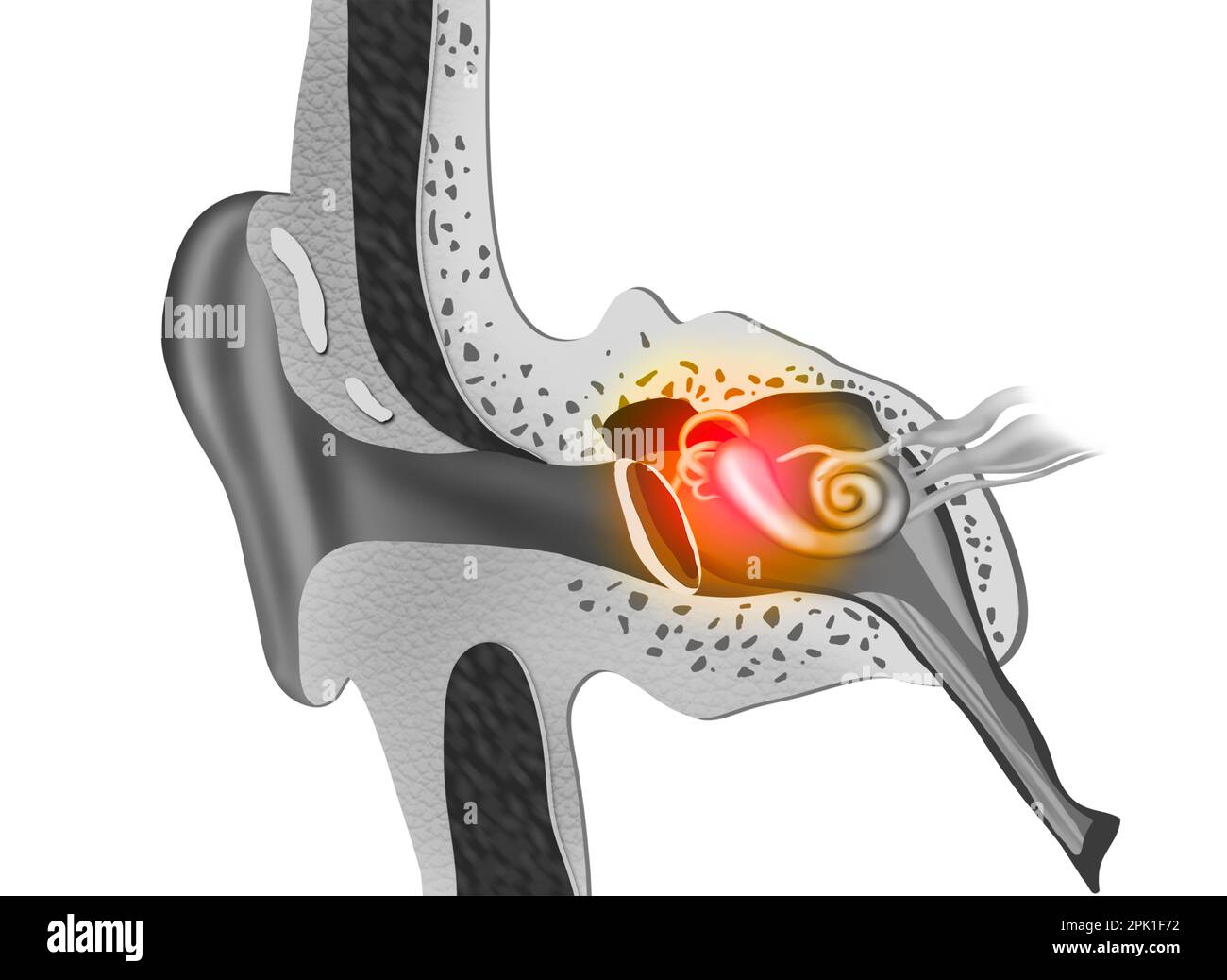 Timpano dell'orecchio Immagini senza sfondo e Foto Stock ritagliate - Alamy