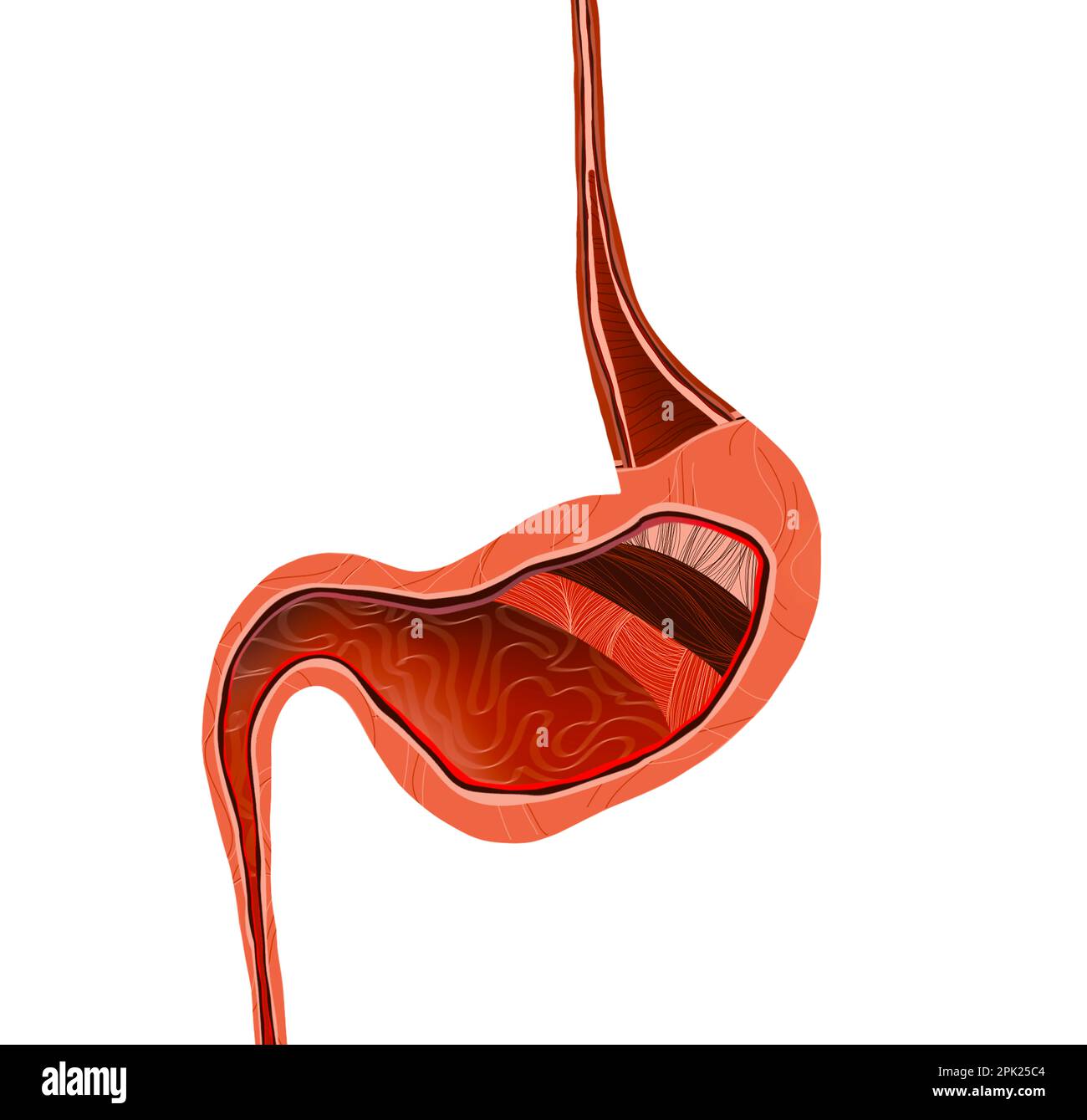 Anatomia dello stomaco immagini e fotografie stock ad alta risoluzione ...