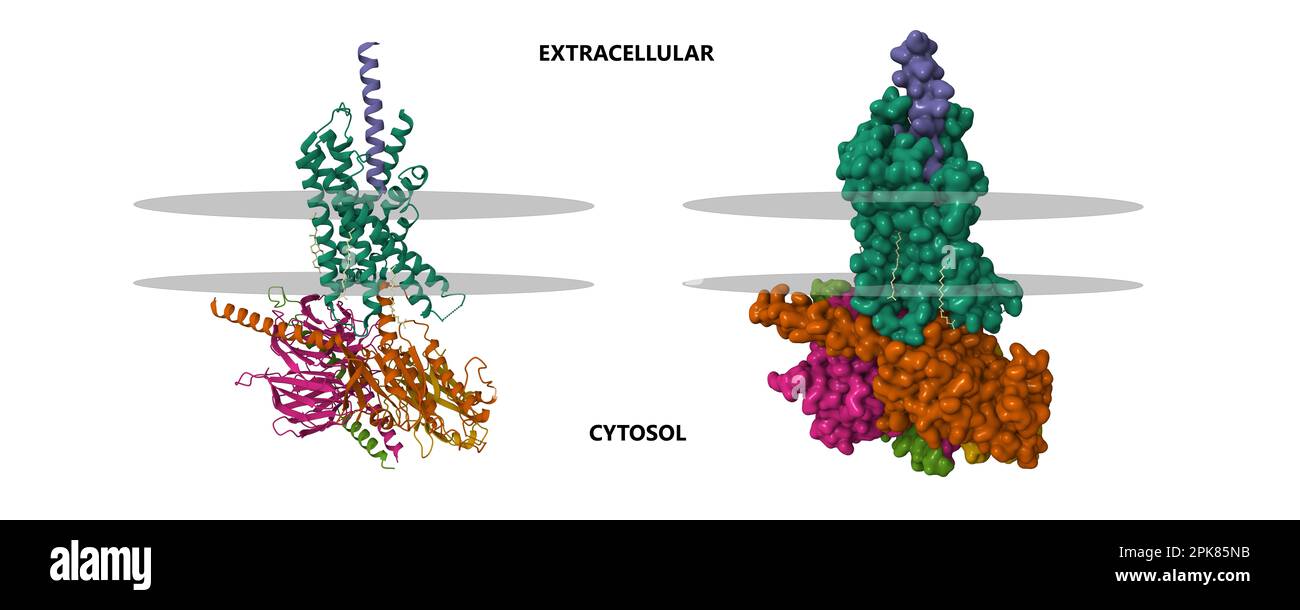 Proteina legante l'ormone della crescita umano immagini e fotografie ...