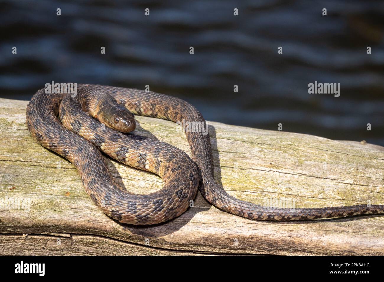 Diamond back water snake immagini e fotografie stock ad alta ...