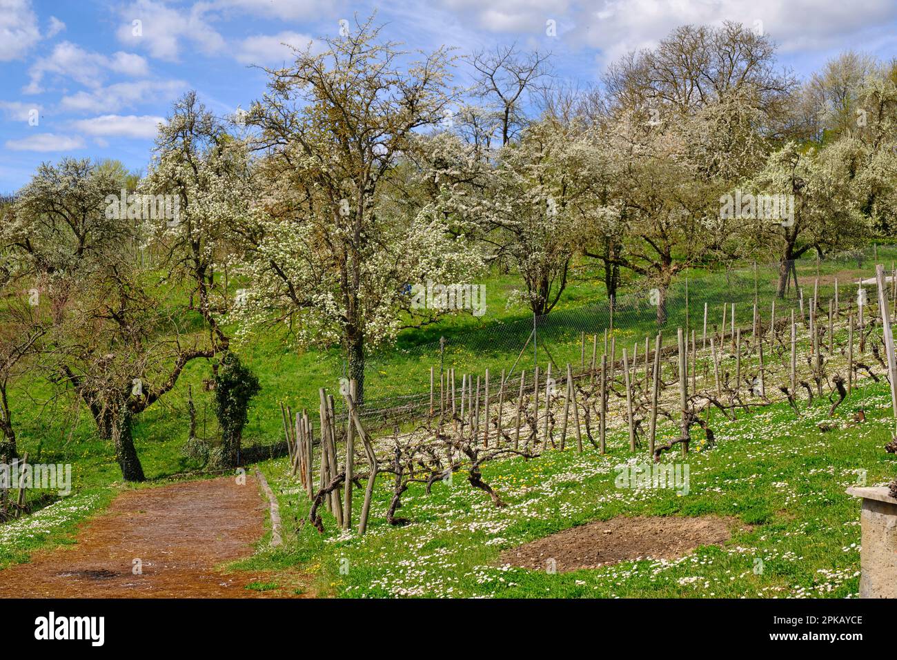 Frutteto misto in primavera immagini e fotografie stock ad alta ...