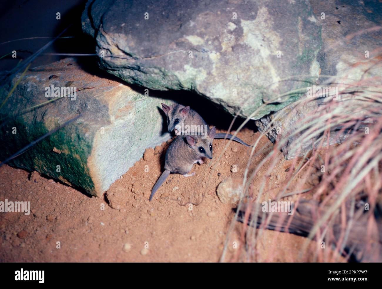 Topo marsupiale dalla coda grassa immagini e fotografie stock ad alta ...