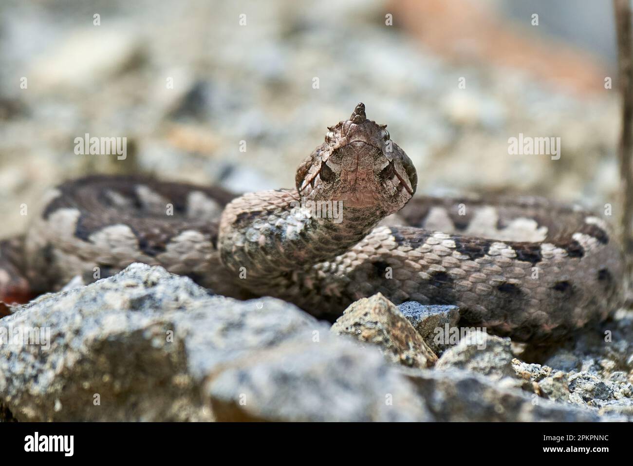 Vipera dal naso di corno immagini e fotografie stock ad alta ...