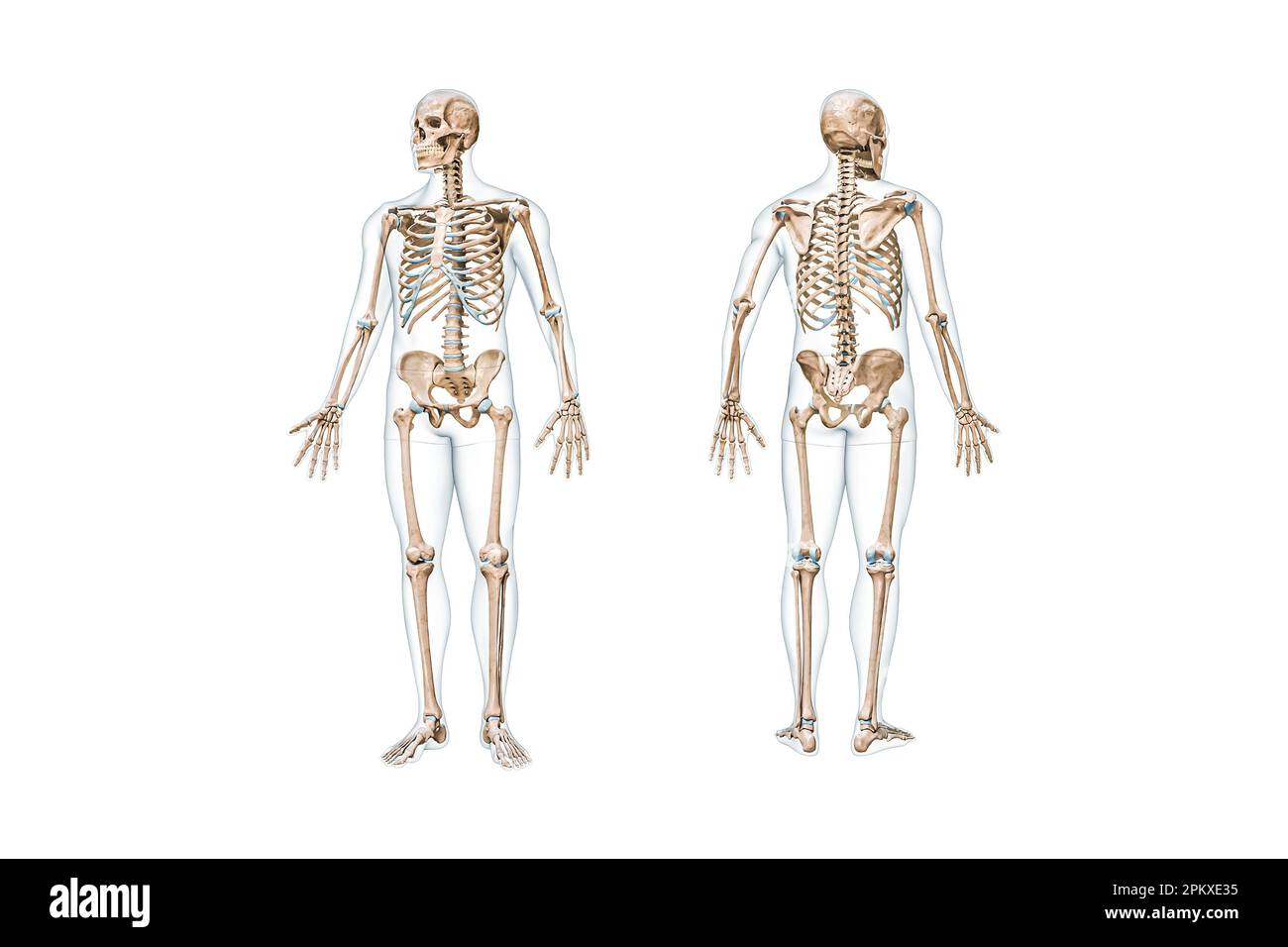 Vista frontale e posteriore dello scheletro umano completo con corpo ...