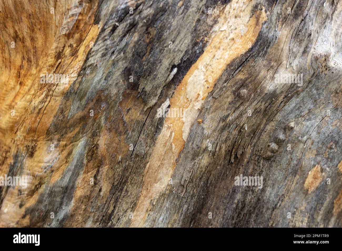 Pannello in legno di pioppo immagini e fotografie stock ad alta ...