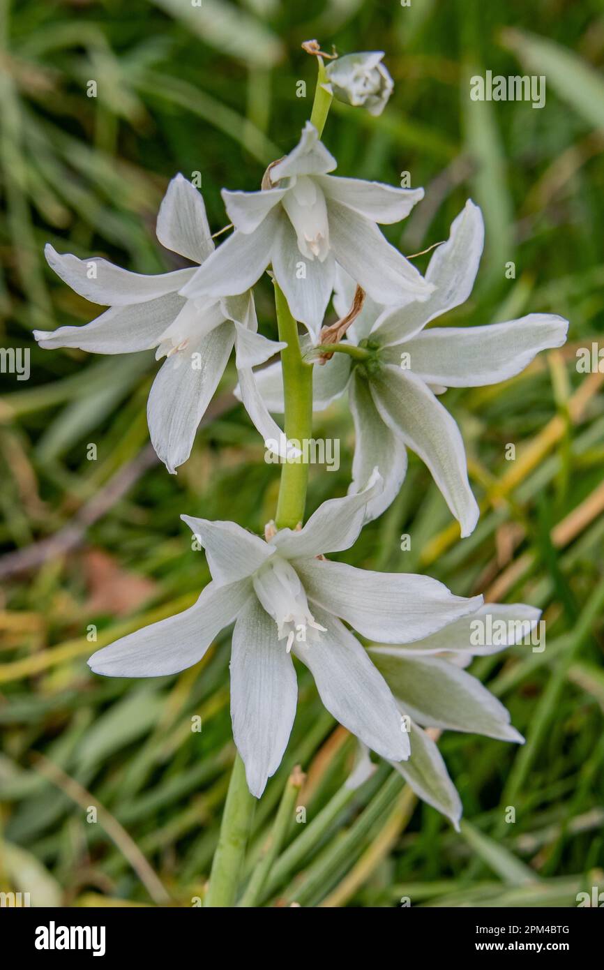 Drooping star of bethlehem immagini e fotografie stock ad alta ...