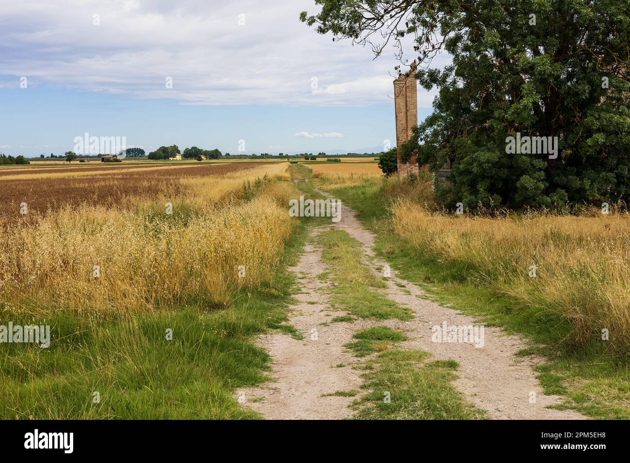 Uccello di palude delta del po immagini e fotografie stock ad alta ...