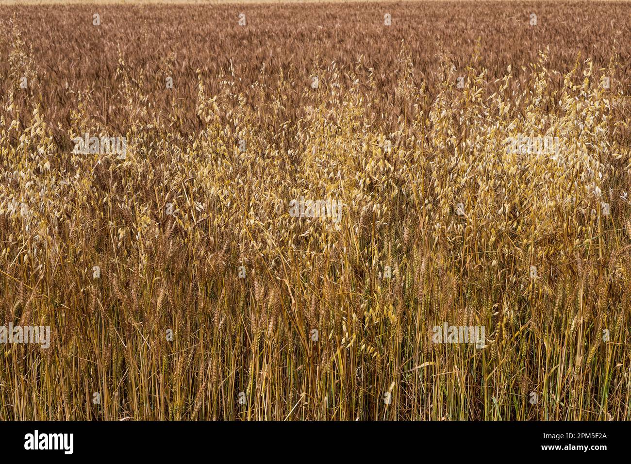 Uccello di palude delta del po immagini e fotografie stock ad alta ...