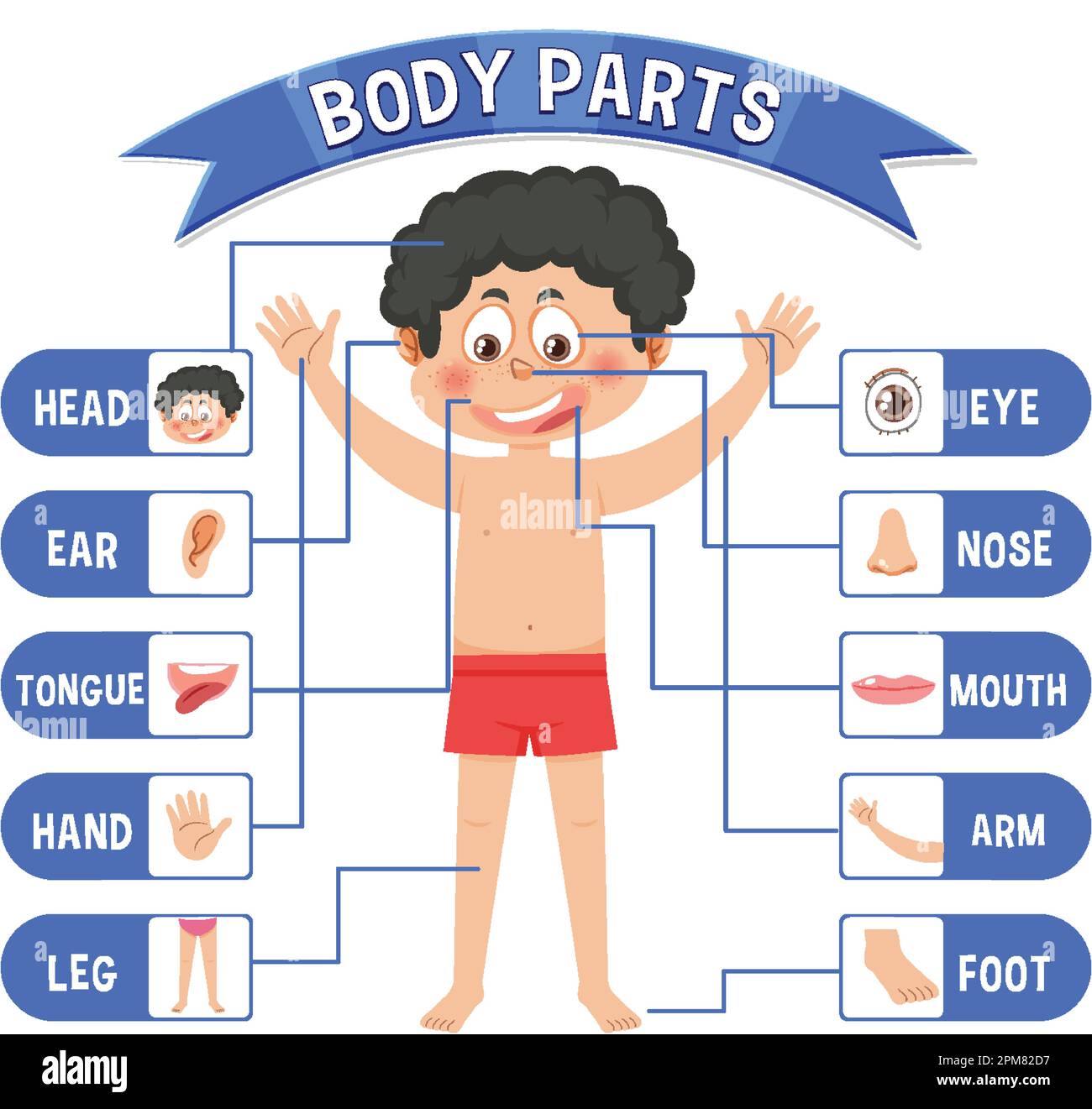 Lessico e anatomia immagini e fotografie stock ad alta risoluzione - Alamy