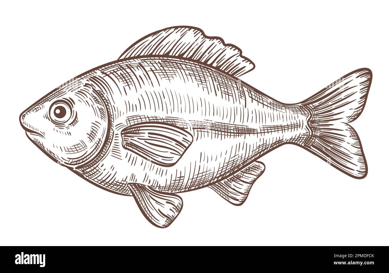 Carp bream Immagini Vettoriali Stock - Alamy