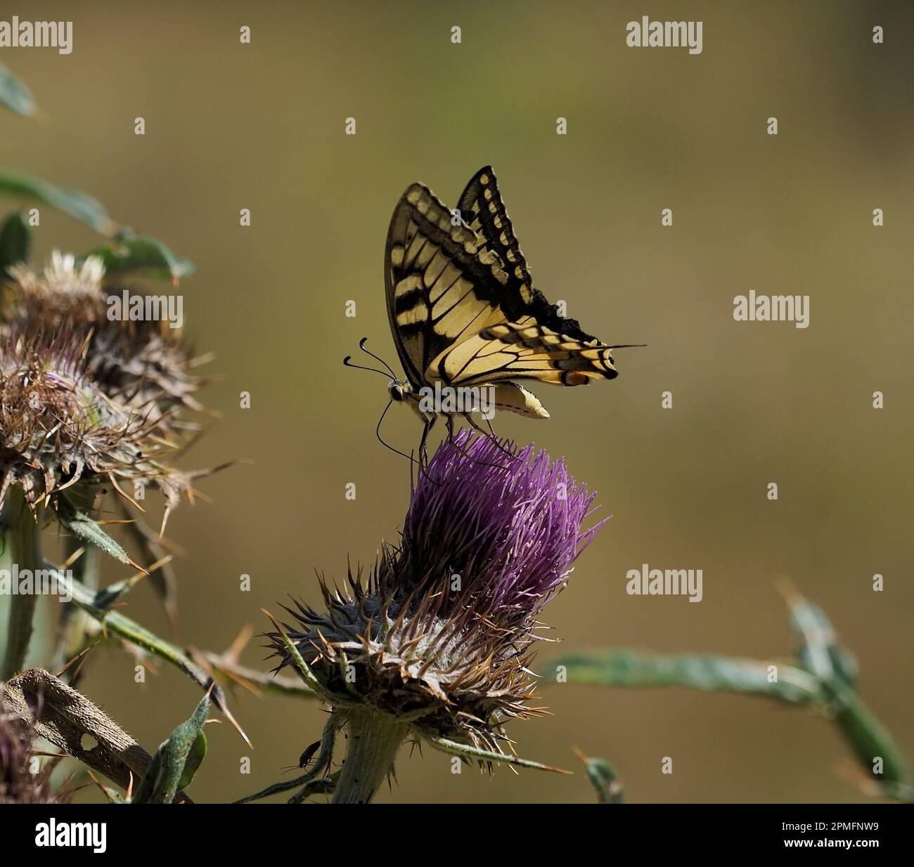 Papillon butine immagini e fotografie stock ad alta risoluzione - Alamy