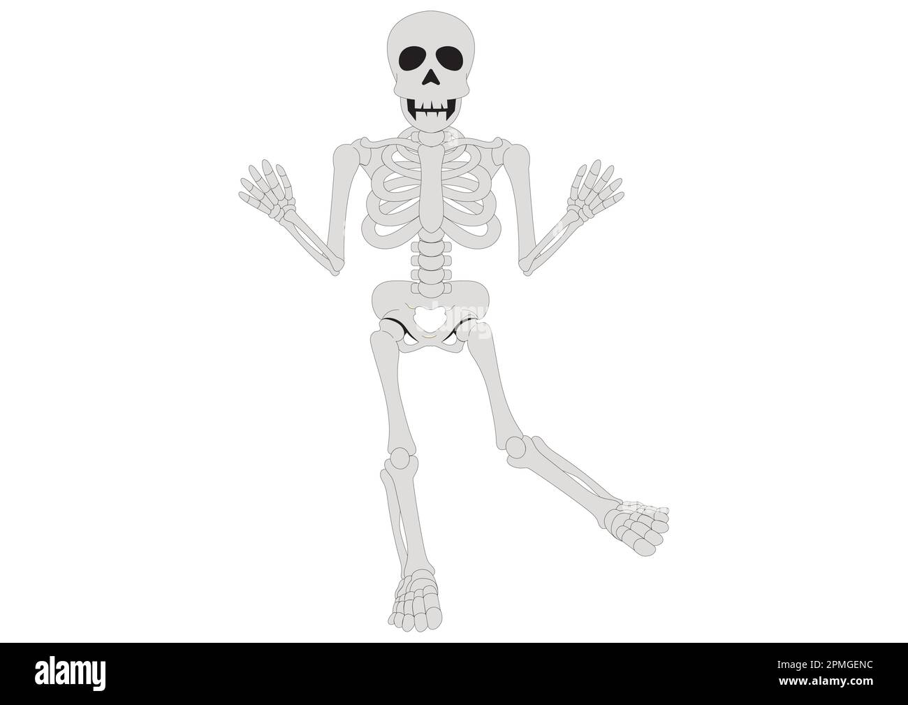 Anatomia dello scheletro Immagini Vettoriali Stock - Alamy