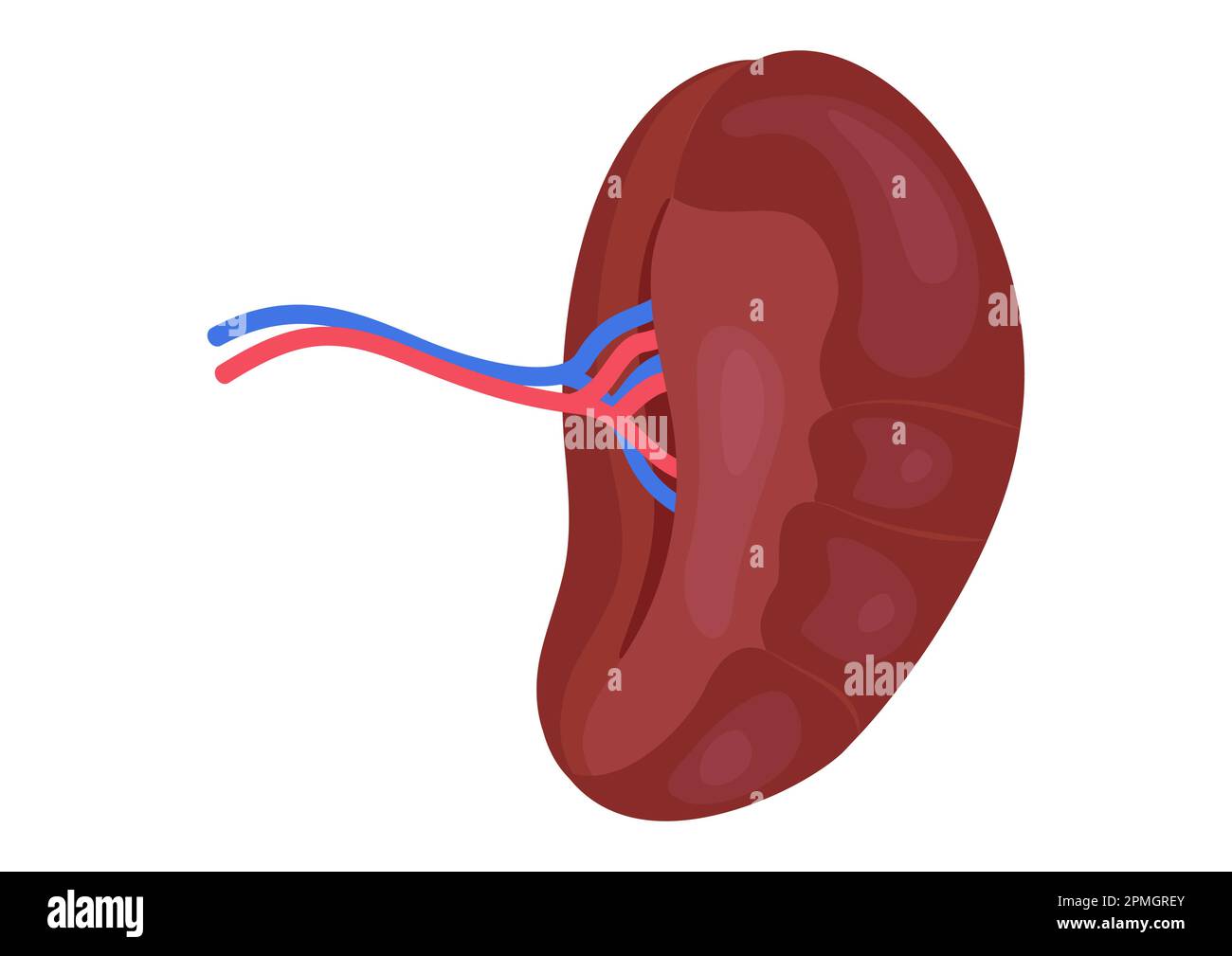 Anatomia di superficie Immagini Vettoriali Stock - Alamy