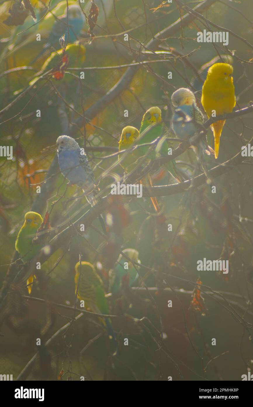 Kleiner vogel immagini e fotografie stock ad alta risoluzione - Alamy