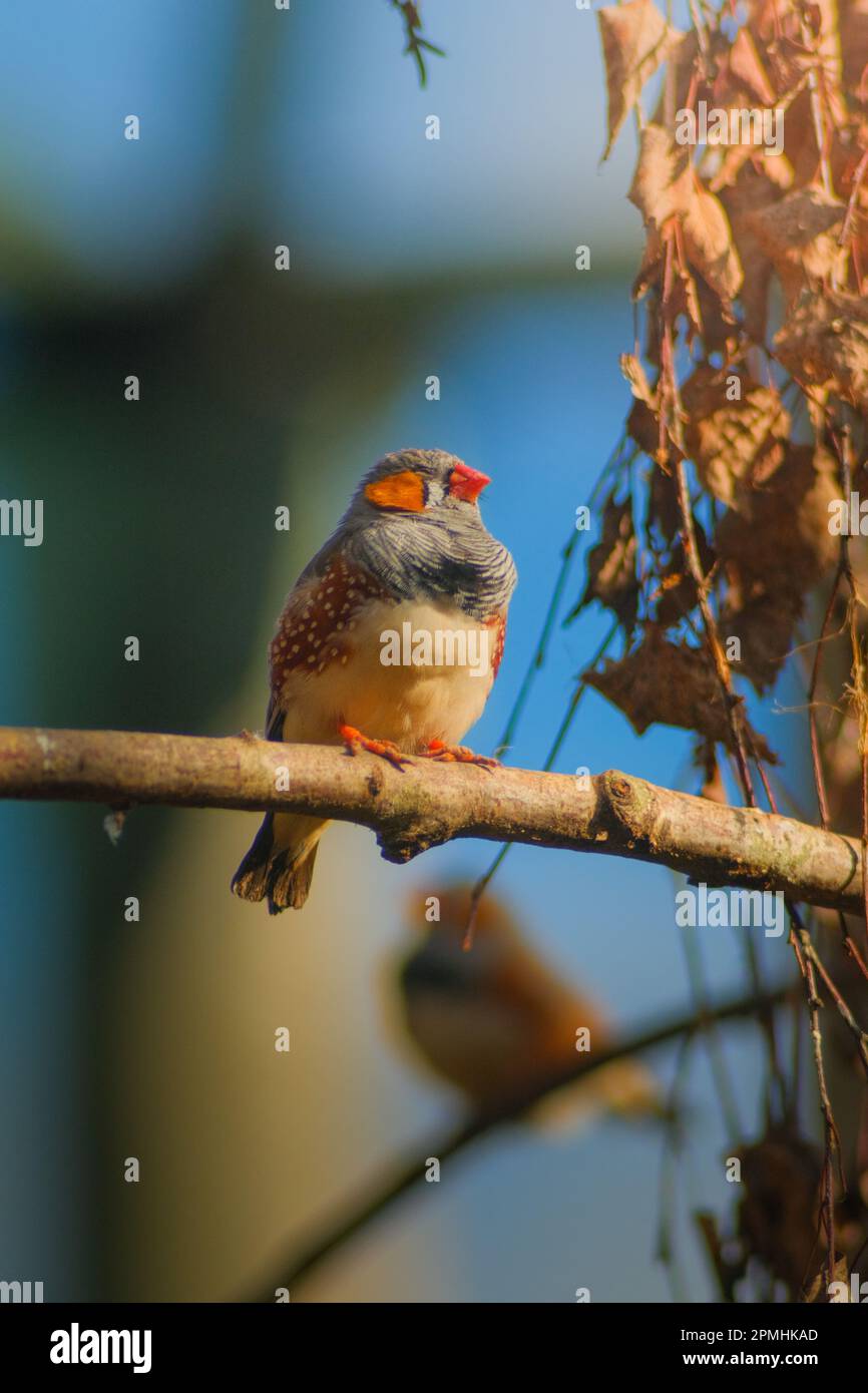 Kleiner vogel immagini e fotografie stock ad alta risoluzione - Alamy