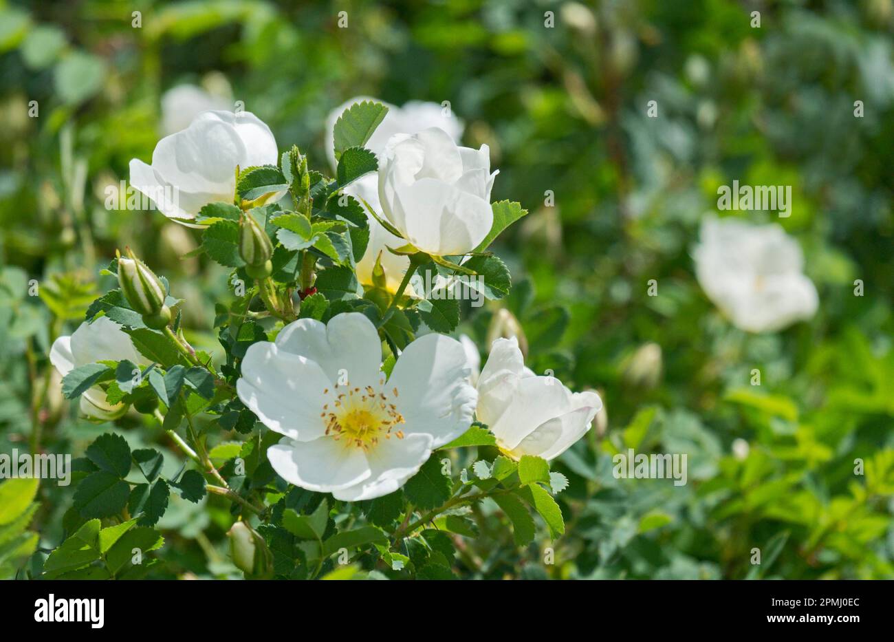 Rosa canina bianca immagini e fotografie stock ad alta risoluzione - Alamy