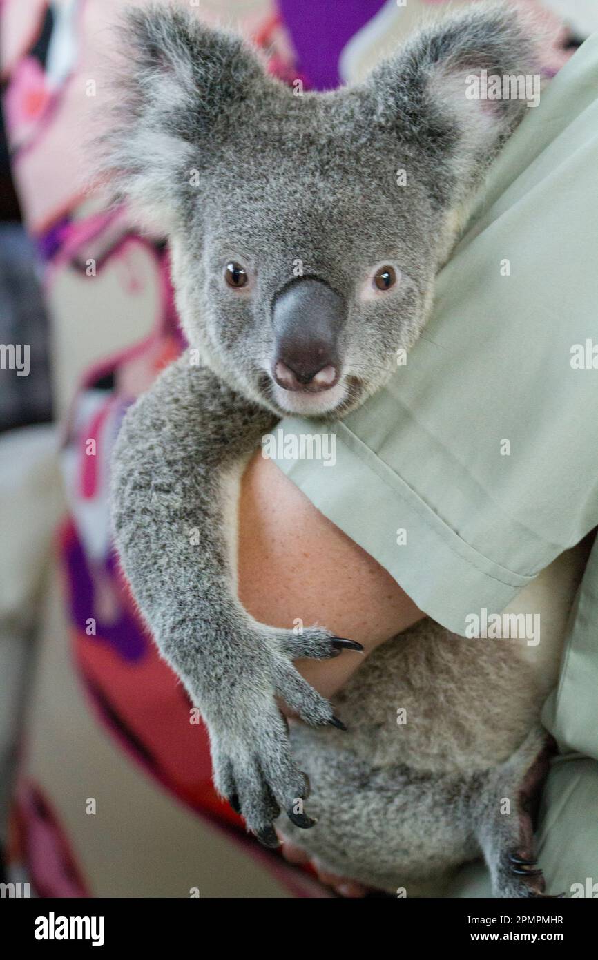 Orsi contenti immagini e fotografie stock ad alta risoluzione - Alamy