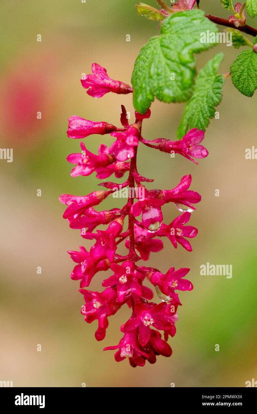 Fioritura di ribes sanguineum immagini e fotografie stock ad alta ...
