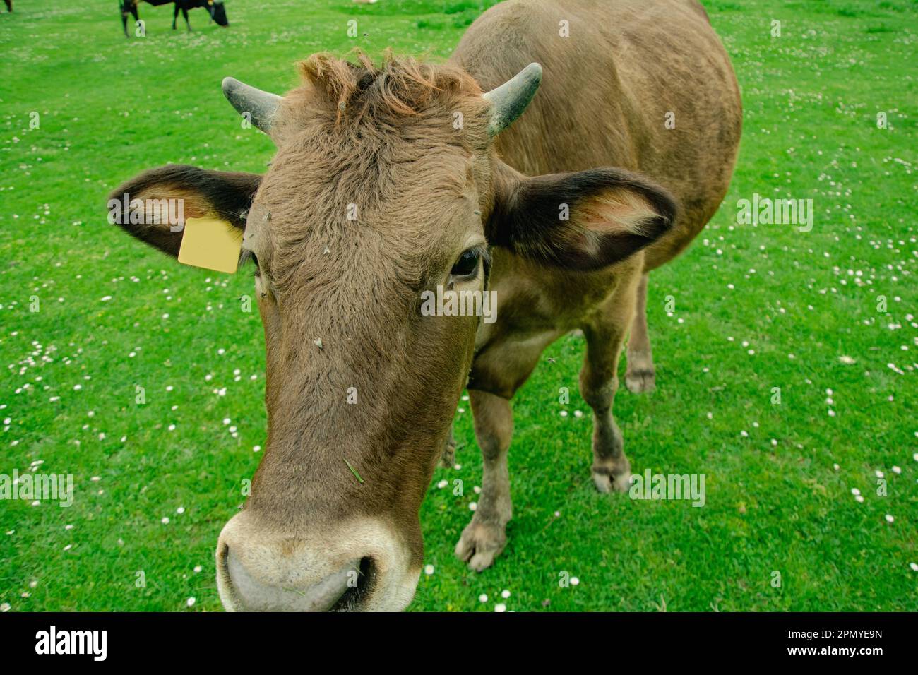 Mucca bruna ha sollevato pascoli nel pascolo. Gruppo di mucche o ...