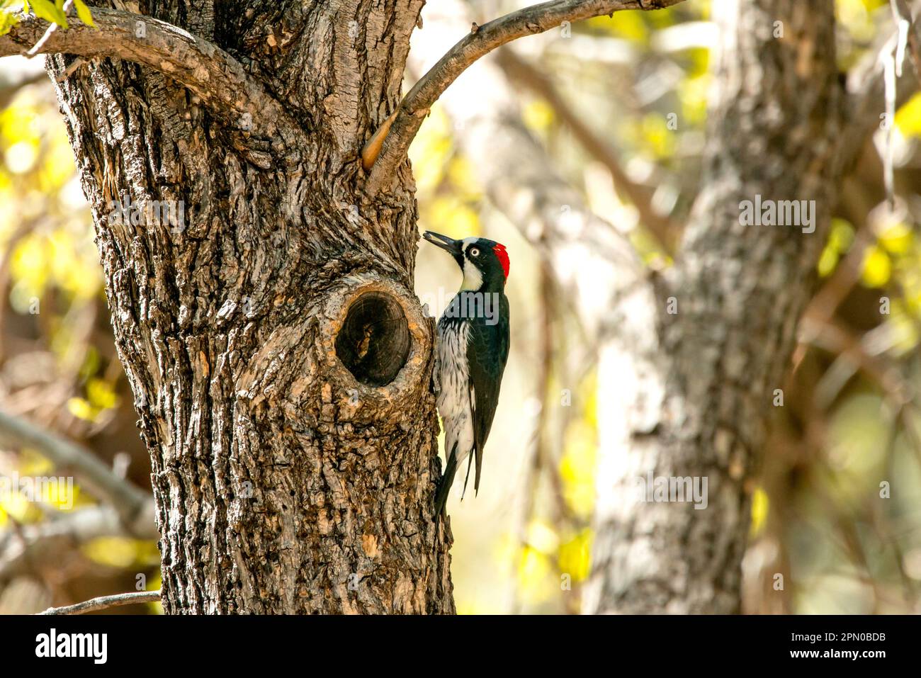 Picchio blu immagini e fotografie stock ad alta risoluzione - Alamy