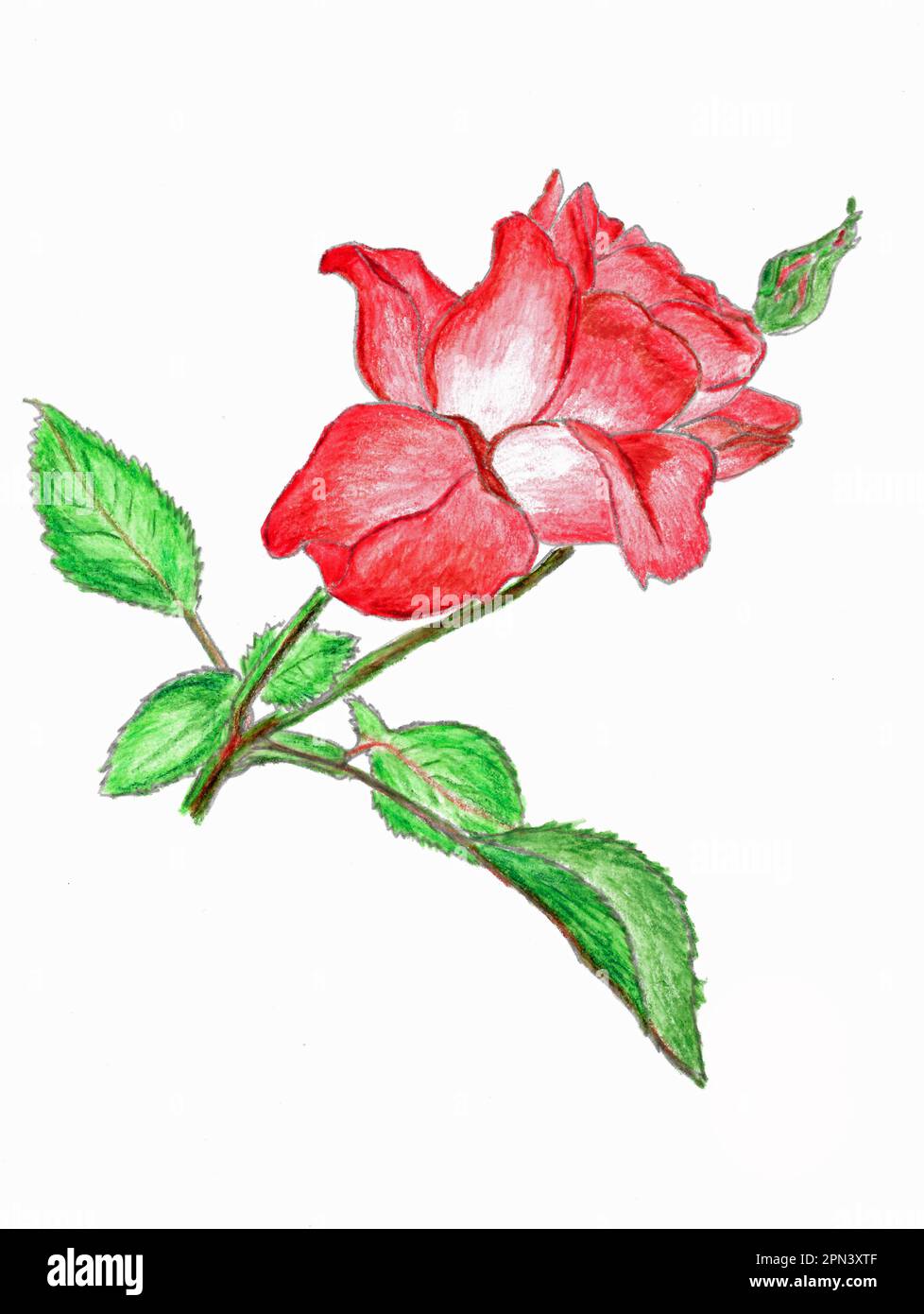 Bouquet di rose disegno Immagini senza sfondo e Foto Stock ritagliate ...