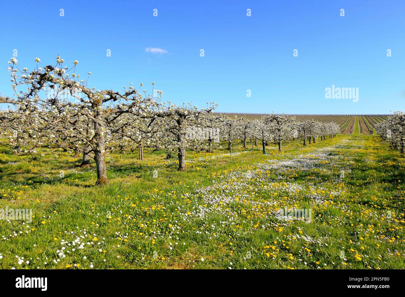 Frutteto comune immagini e fotografie stock ad alta risoluzione - Alamy