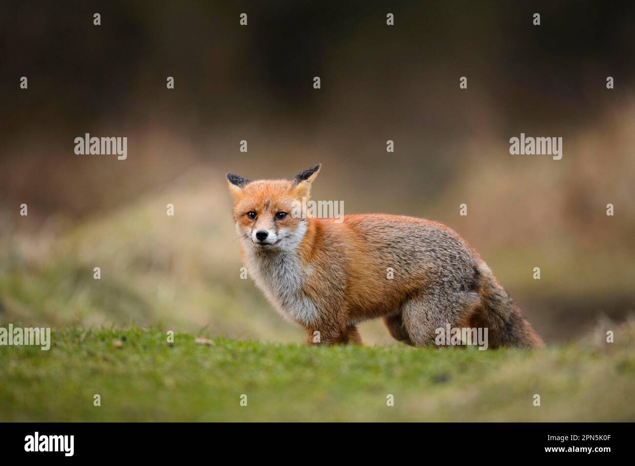 Volpi rosse, volpi rosse, volpi, volpi, canine, Predatori, mammiferi ...