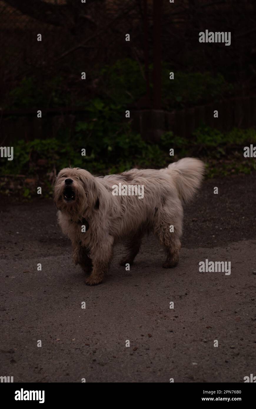 Cane peloso bianco immagini e fotografie stock ad alta risoluzione - Alamy