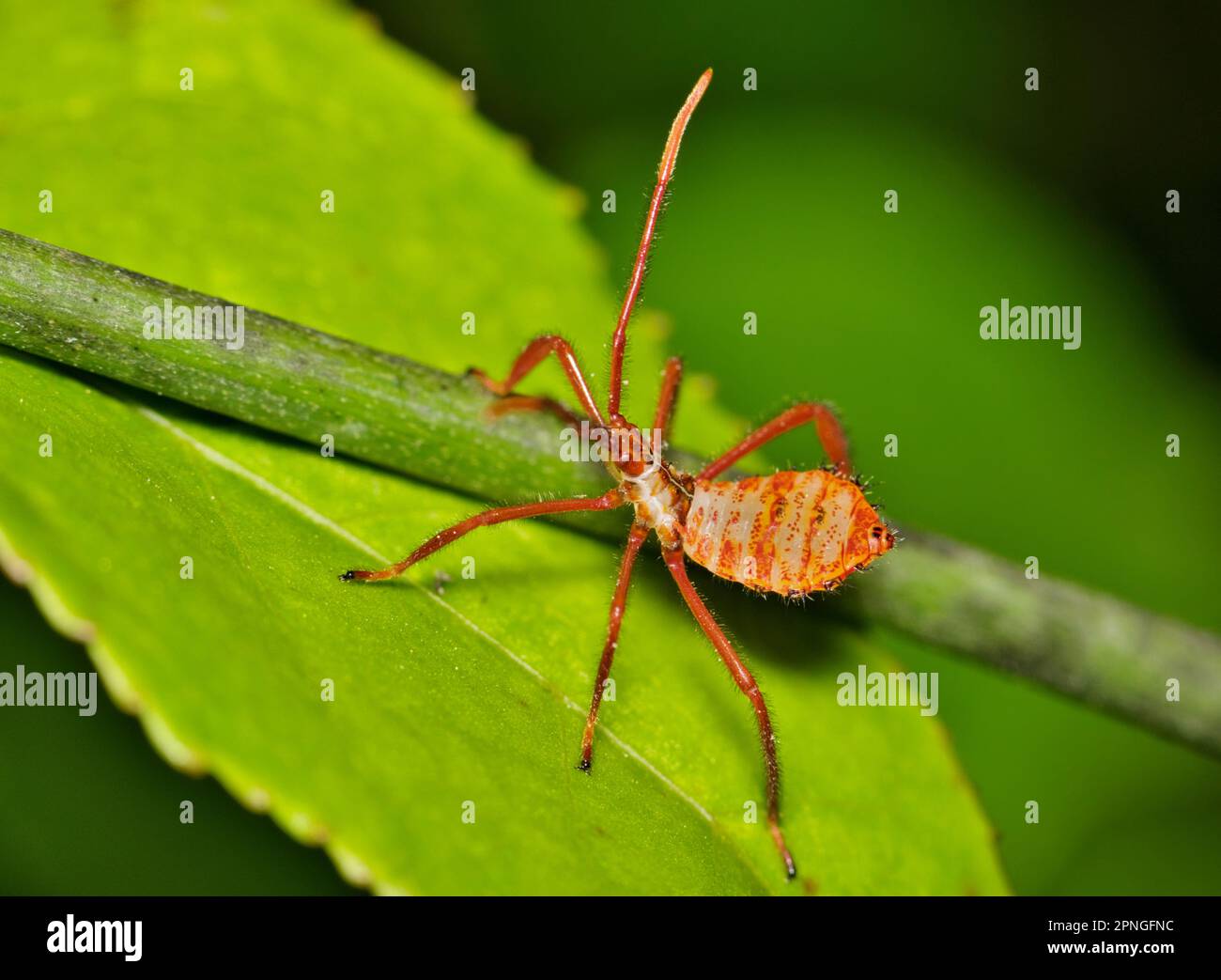 Ninfa (Acanthocephala) insetto a foglie che striscio lungo un gambo di ...