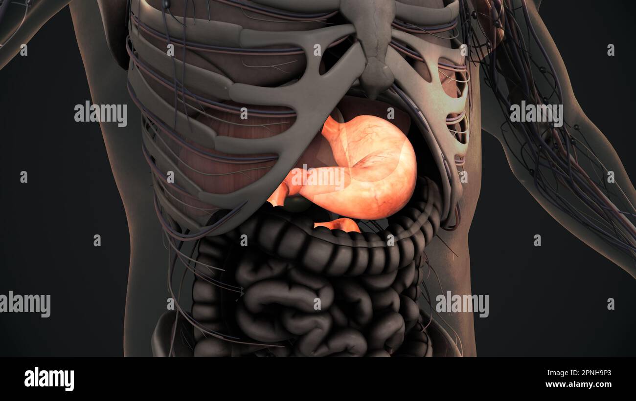 Anatomia dello stomaco umano immagini e fotografie stock ad alta ...