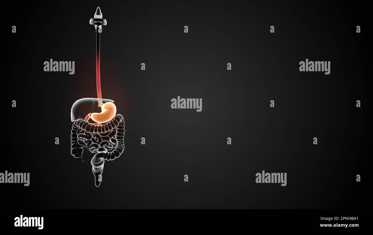 Organi interni apparato digerente immagini e fotografie stock ad alta ...