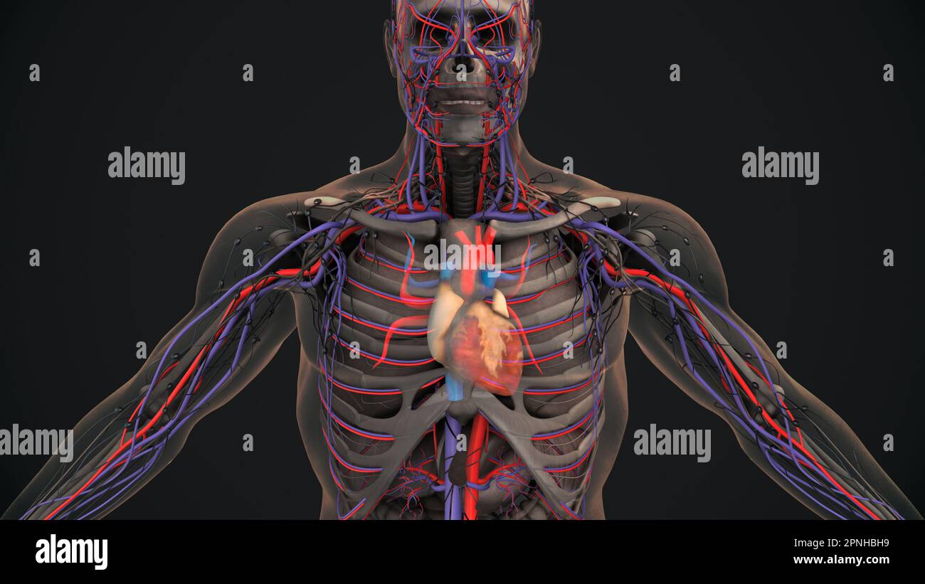Apparato cardiocircolatorio immagini e fotografie stock ad alta ...