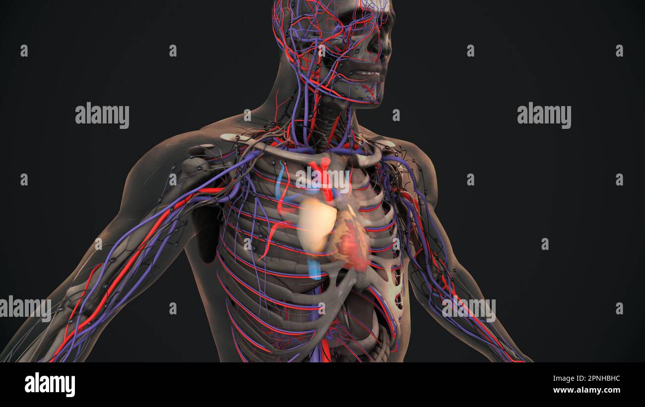 Apparato cardiocircolatorio immagini e fotografie stock ad alta ...