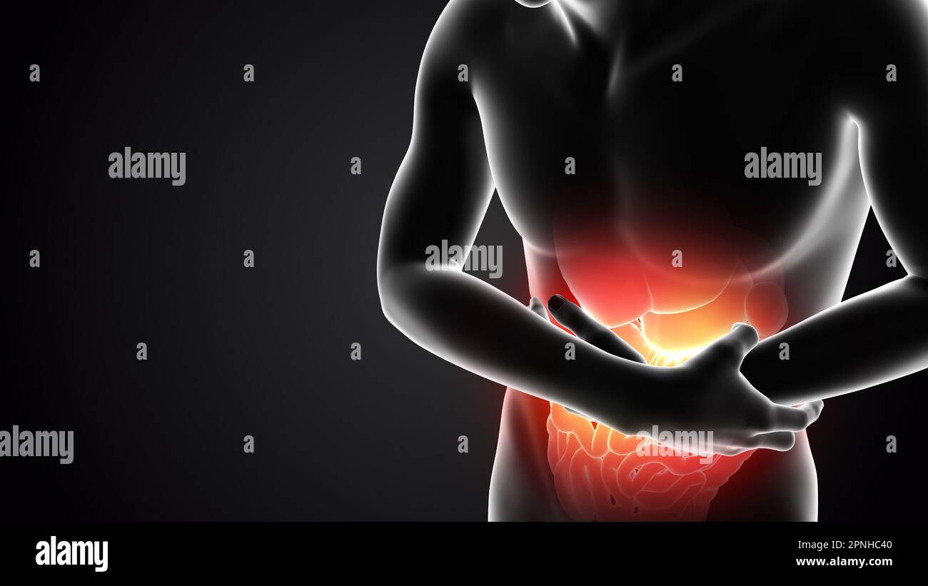 Organi nell'addome immagini e fotografie stock ad alta risoluzione - Alamy