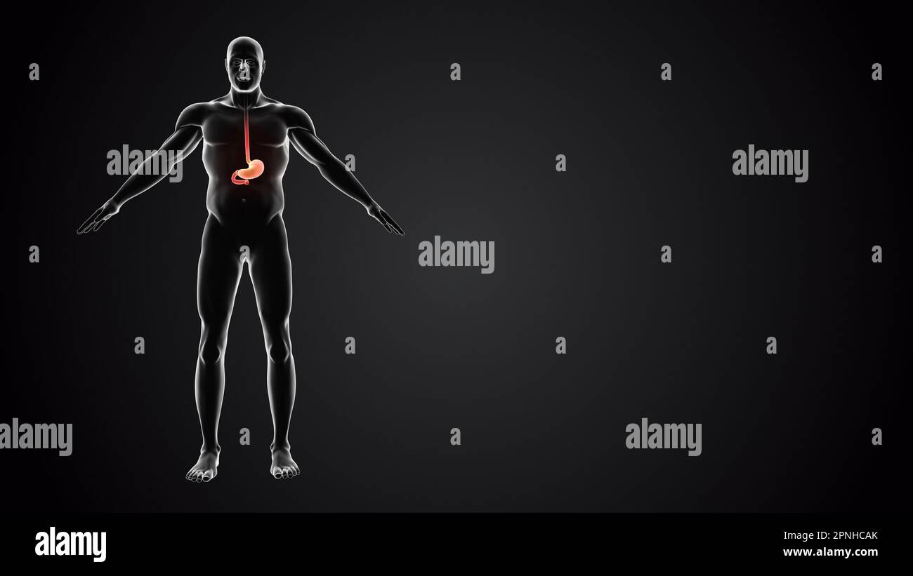 Anatomia corpo umano stomaco gastrico digestivo immagini e fotografie ...