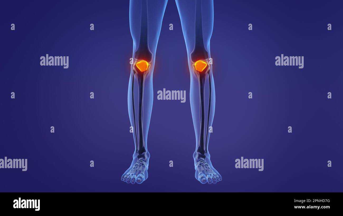 Femore anatomia immagini e fotografie stock ad alta risoluzione - Alamy