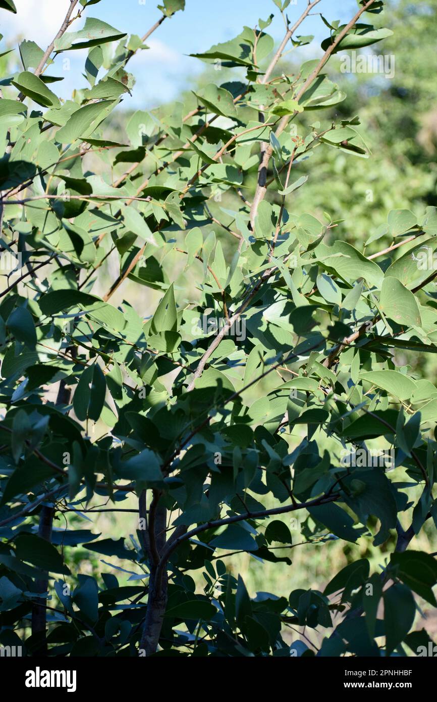 Mopane tree immagini e fotografie stock ad alta risoluzione - Alamy