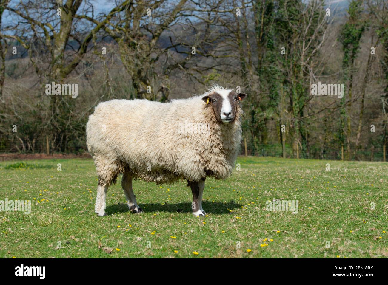 Le pecore stavano in piedi immagini e fotografie stock ad alta ...
