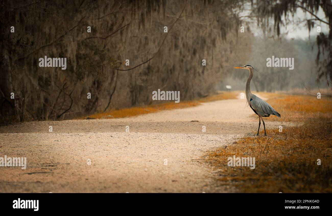 Parchi del texas e fauna selvatica immagini e fotografie stock ad alta ...